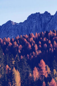 50+ Stunning Autumn Backgrounds and Illustrations (Free Download ...