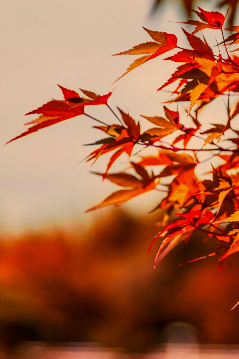 50+ Stunning Autumn Backgrounds and Illustrations (Free Download ...