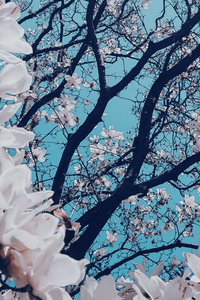 30+ Spring Phone Wallpapers if You Really Love Nature | Casual Geographical
