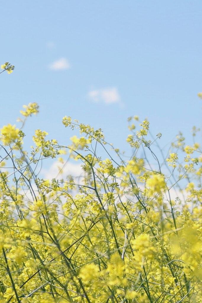 30+ Spring Phone Wallpapers if You Really Love Nature | Casual Geographical