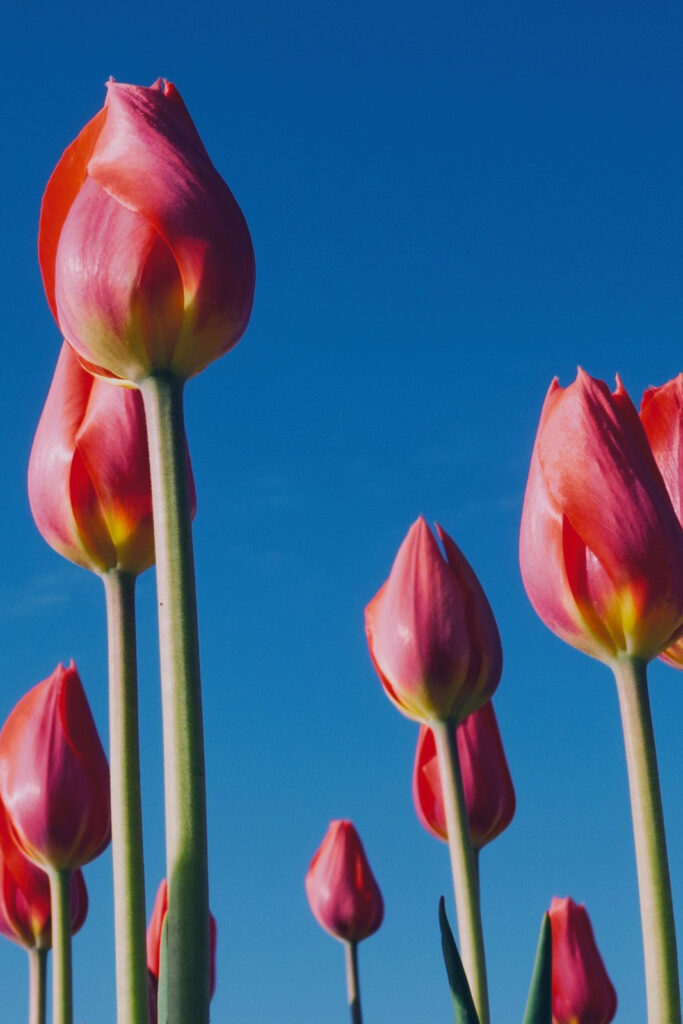 30+ Spring Phone Wallpapers if You Really Love Nature | Casual Geographical
