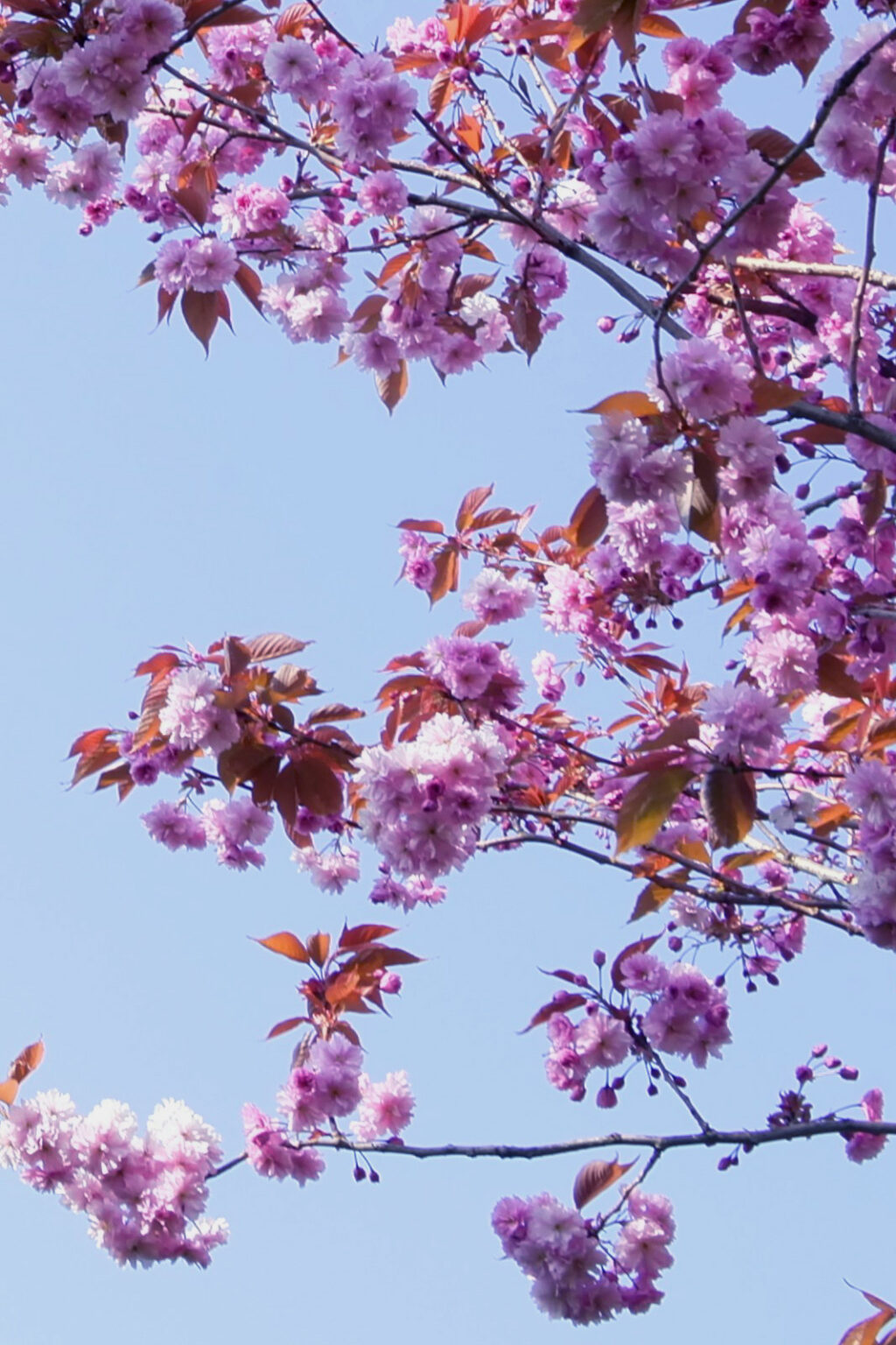 30+ Spring Phone Wallpapers if You Really Love Nature | Casual Geographical