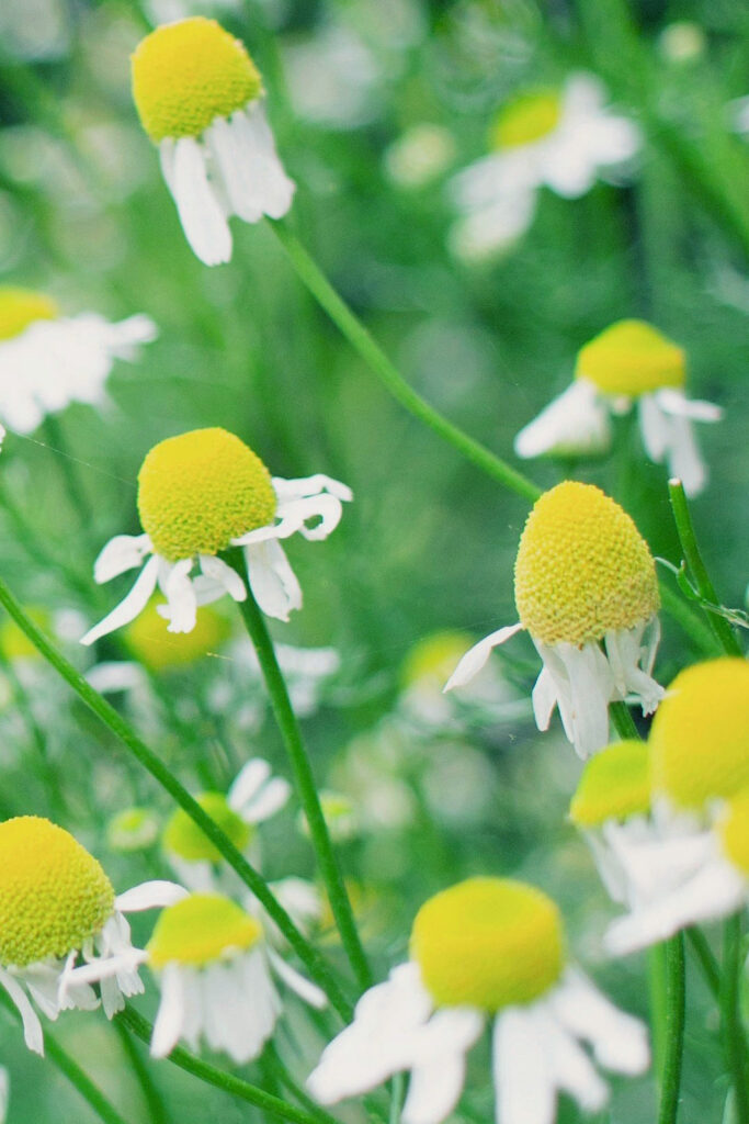 30+ Spring Phone Wallpapers if You Really Love Nature | Casual Geographical