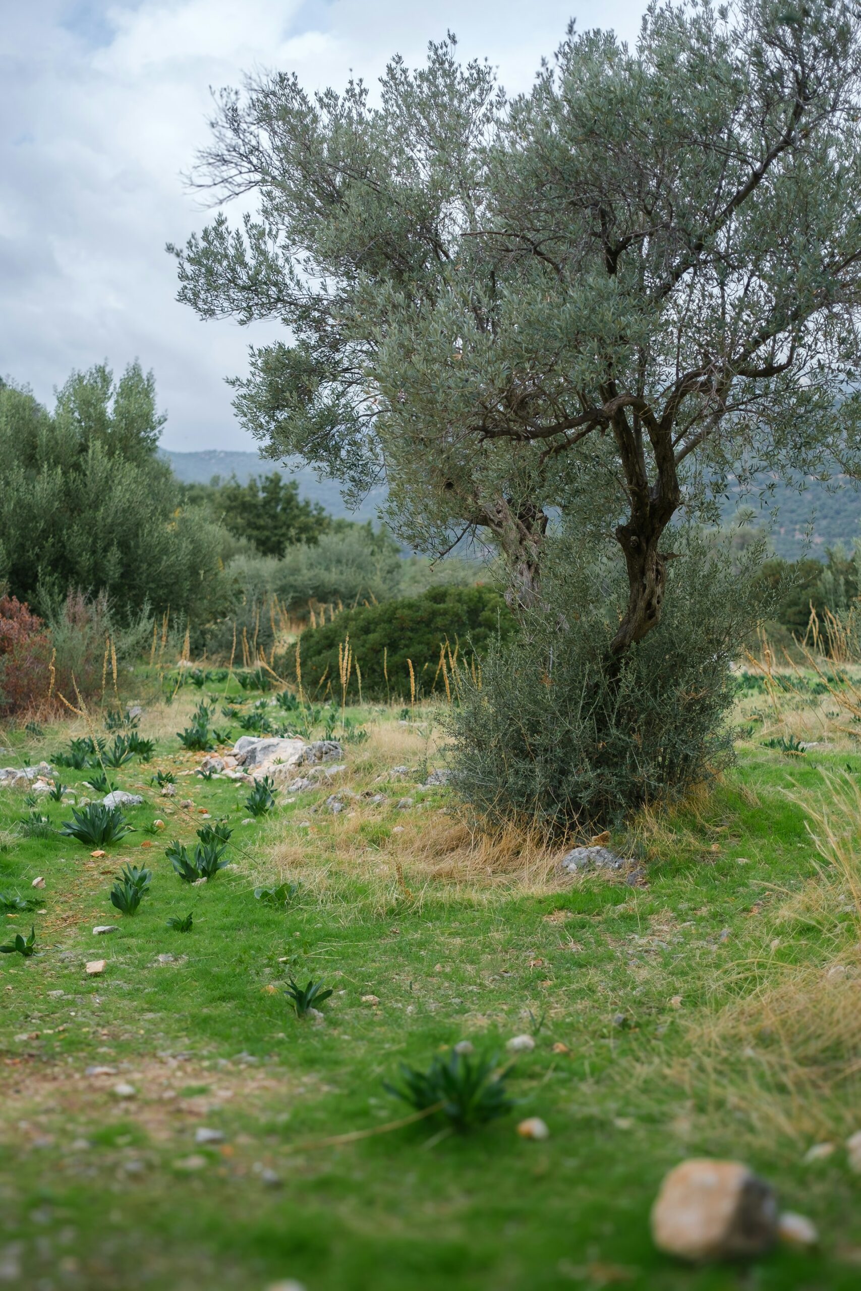 30+ Mediterranean Garden Landscapes for Ideas & Travel Inspiration ...