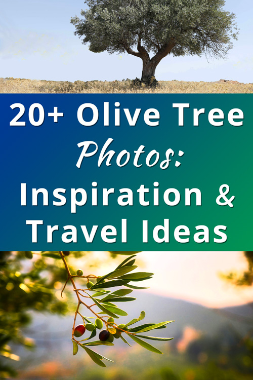 20+ Olive Tree Pics from Around the World for Inspiration & Travel ...